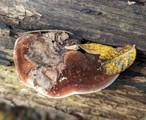 Resinous Polypore (Ischnoderma resinosum) | Mushrooms of Nebraska