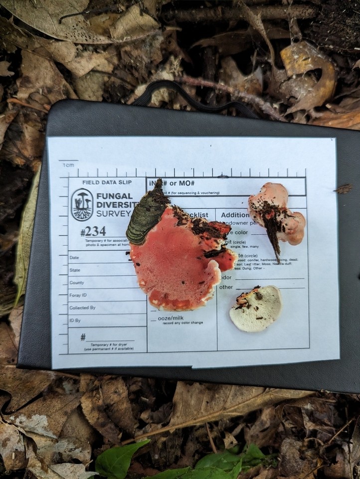 Coral-pink Merulius (Phlebia incarnata) | Mushrooms of Nebraska