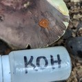 Purple-Bloom Russula (Russula sp-IN22) | Mushrooms of Nebraska