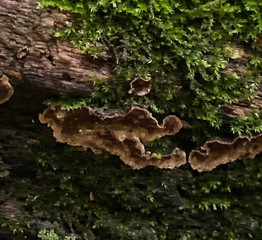 Oak Curtain Crust Fungus (Hymenochaete rubiginosa) | Mushrooms of Nebraska