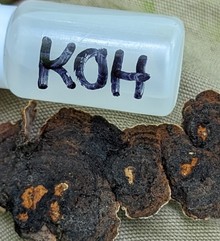 Oak Curtain Crust Fungus (Hymenochaete rubiginosa) | Mushrooms of Nebraska