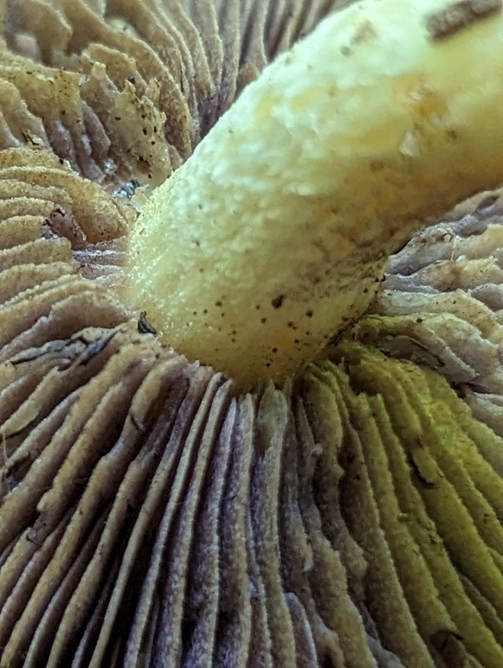 Hard's Stropharia (Stropharia hardii) | Mushrooms of Nebraska