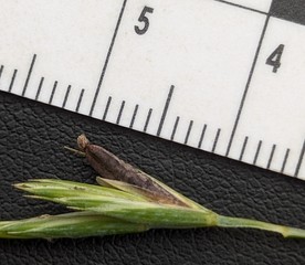 Ergots (Claviceps sp.) | Mushrooms of Nebraska