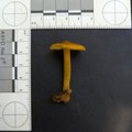Orange Faint Foot Mushroom (Heimiomyces tenuipes) | Mushrooms of Nebraska