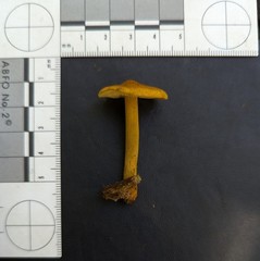 Orange Faint Foot Mushroom (Heimiomyces tenuipes) | Mushrooms of Nebraska