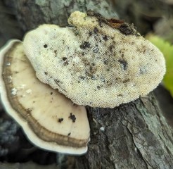 Latte Bracket (Trametes lactinea) | Mushrooms of Nebraska
