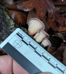 Lilac Oysterling (Panus conchatus) | Mushrooms of Nebraska
