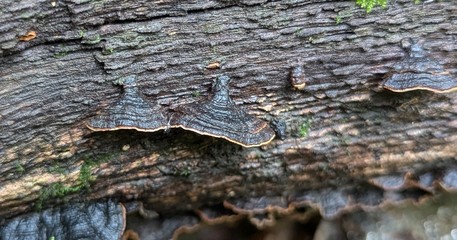 Oak Curtain Crust Fungus (Hymenochaete rubiginosa) | Mushrooms of Nebraska