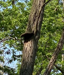 Cracked Cap Polypore (Fulvifomes robiniae) | Mushrooms of Nebraska