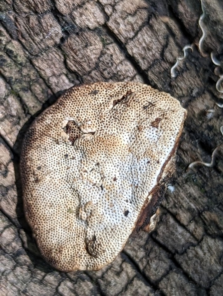 Perenniporia ohiensis | Mushrooms of Nebraska