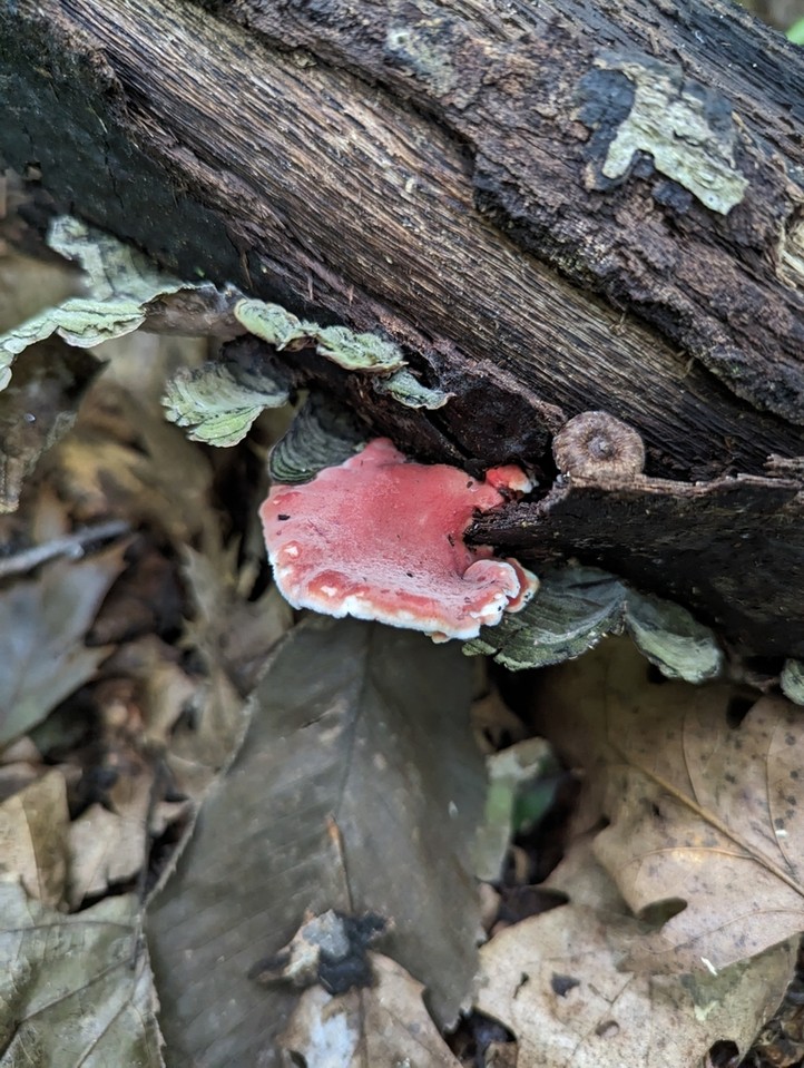 Coral-pink Merulius (Phlebia incarnata) | Mushrooms of Nebraska