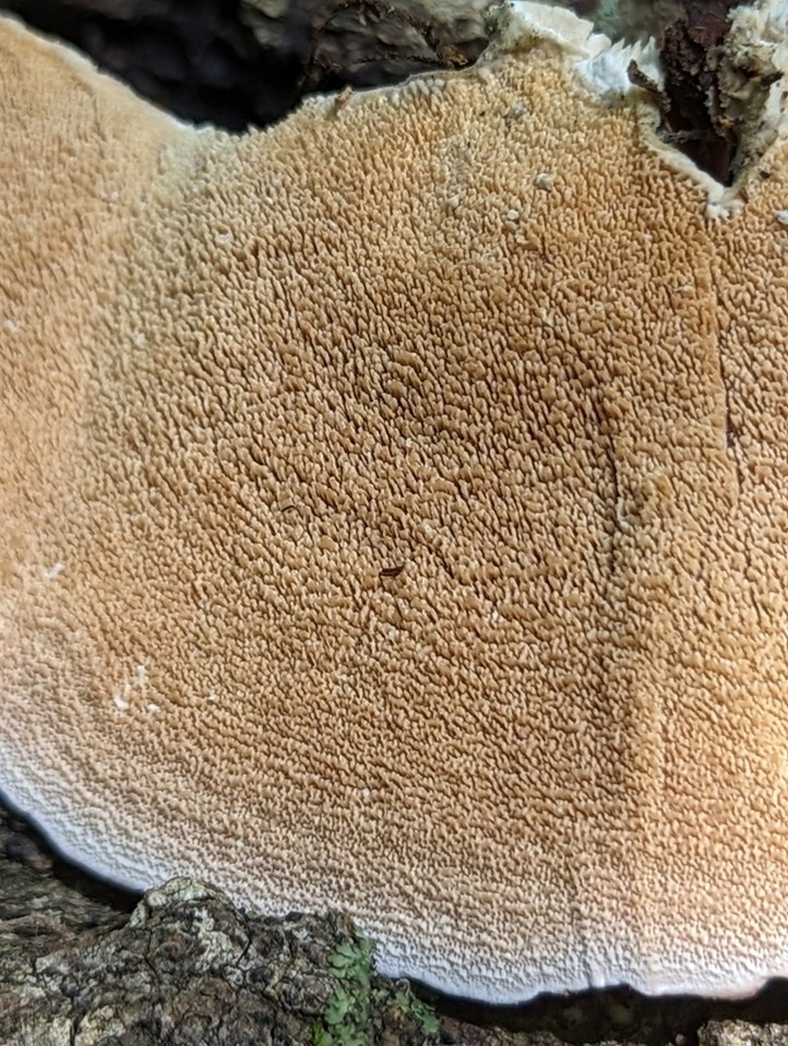 Violet-Toothed Polypore (Trichaptum biforme) | Mushrooms of Nebraska