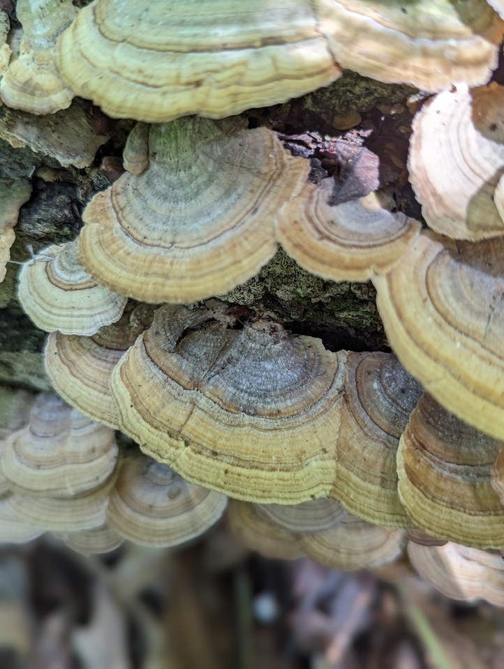 Violet-Toothed Polypore (Trichaptum biforme) | Mushrooms of Nebraska