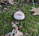 Russula sp-IN65 | Mushrooms of Nebraska