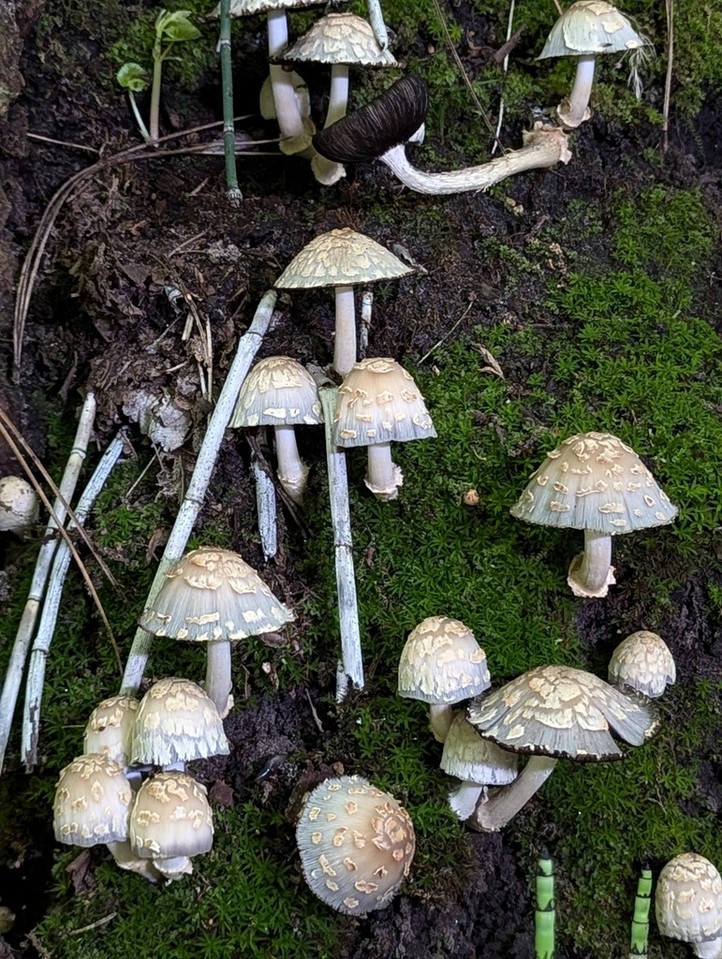 Scaly Ink Cap (Coprinopsis variegata) | Mushrooms of Nebraska