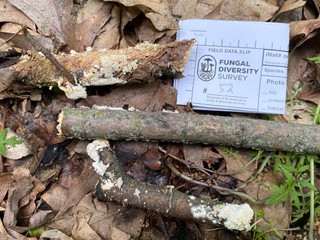 Milk-white Toothed Polypore (Irpex lacteus) | Mushrooms of Nebraska