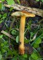 Orange Faint Foot Mushroom (Heimiomyces tenuipes) | Mushrooms of Nebraska