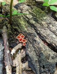 Pink Fringed Faery Cup (Microstoma floccosum) | Mushrooms of Nebraska