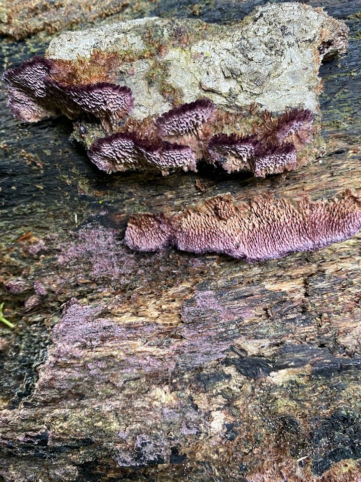 Trichaptum byssogenum | Mushrooms of Nebraska