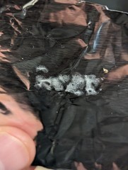 Smooth Patch Disease (Aleurodiscus oakesii) | Mushrooms of Nebraska