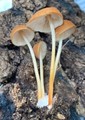 Marasmius sp-IN08 | Mushrooms of Nebraska