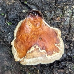 Fasciating Stereum (Stereum fasciatum) | Mushrooms of Nebraska