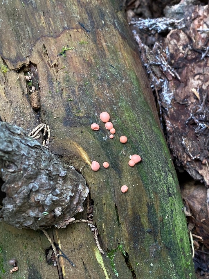 Wolf's Milk (Lycogala epidendrum) | Mushrooms of Nebraska