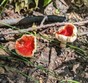 Russula sp-IN75 | Mushrooms of Nebraska