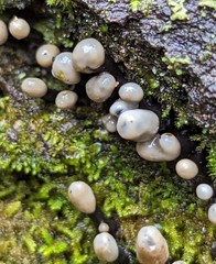 Tapioca Club (Holwaya mucida) | Mushrooms of Nebraska