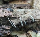 Xylaria sp-IN01 | Mushrooms of Nebraska