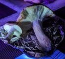 Russula sp-IN13 | Mushrooms of Nebraska