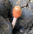 Dung-Loving Bolbitius (Bolbitius coprophilus) | Mushrooms of Nebraska