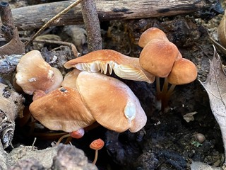 Marasmius sp-IN08 | Mushrooms of Nebraska