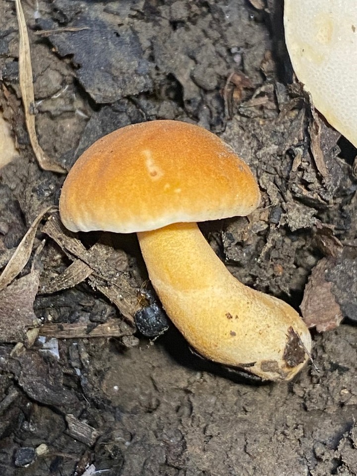 Chestnut Bolete (Gyroporus castaneus-IN07) | Mushrooms of Nebraska