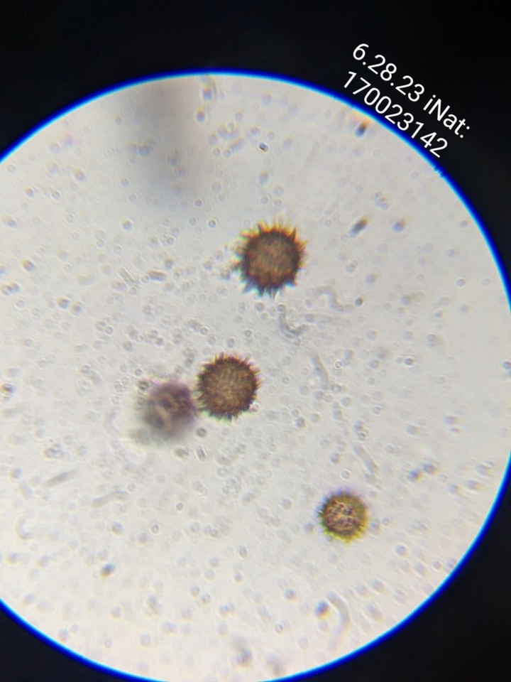 Leopard Earthball (Scleroderma areolatum) | Mushrooms of Nebraska