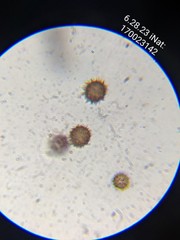 Leopard Earthball (Scleroderma areolatum) | Mushrooms of Nebraska