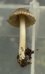 Inocybe sp-NE01 | Mushrooms of Nebraska