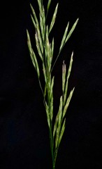 Ergots (Claviceps sp.) | Mushrooms of Nebraska