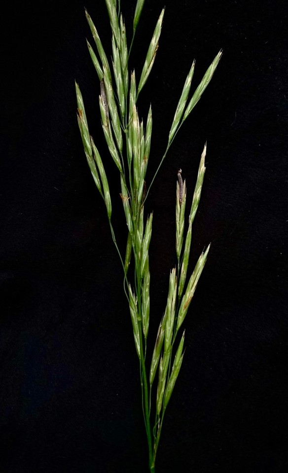 Ergots (Claviceps sp.) | Mushrooms of Nebraska