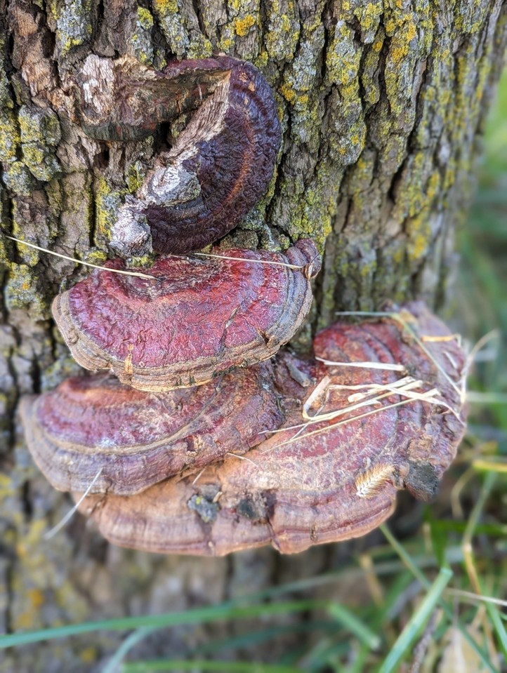 Ganoderma sessile | Mushrooms of Nebraska