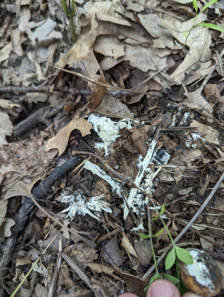 Enveloping Crust (Sebacina incrustans) | Mushrooms of Nebraska