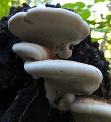 Resinous Polypore (Ischnoderma resinosum) | Mushrooms of Nebraska