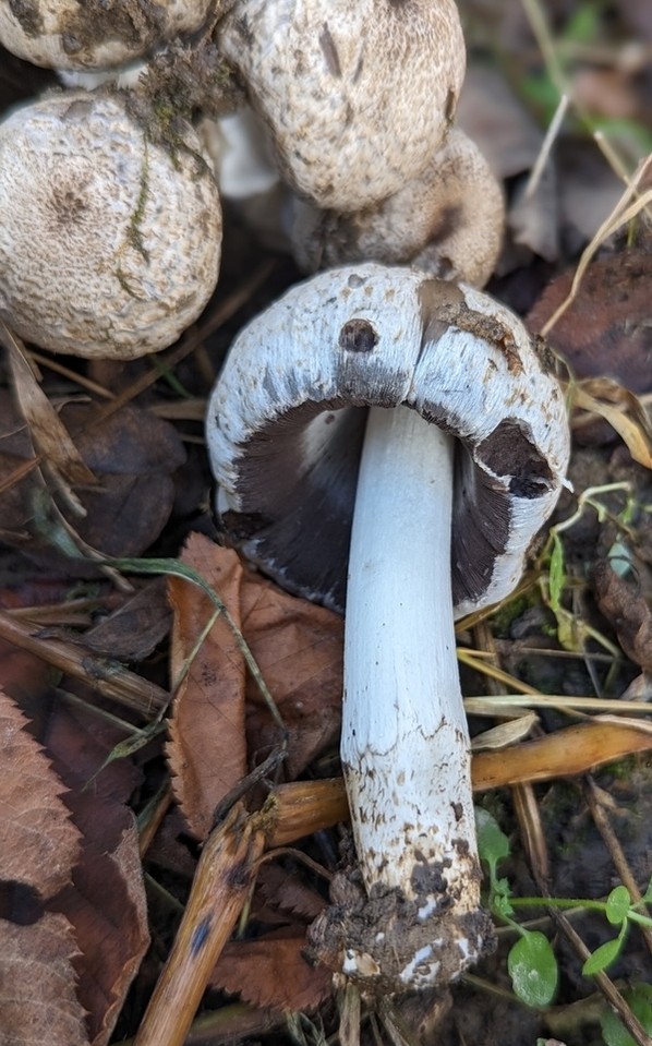 Common Ink Cap (Coprinopsis atramentaria) | Mushrooms of Nebraska