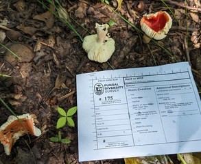 Russula sp-IN75 | Mushrooms of Nebraska