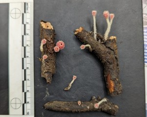 Pink Fringed Faery Cup (Microstoma floccosum) | Mushrooms of Nebraska