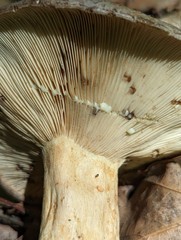 Clay-Gilled Milkcap (Lactarius argillaceifolius-IN02) | Mushrooms of ...