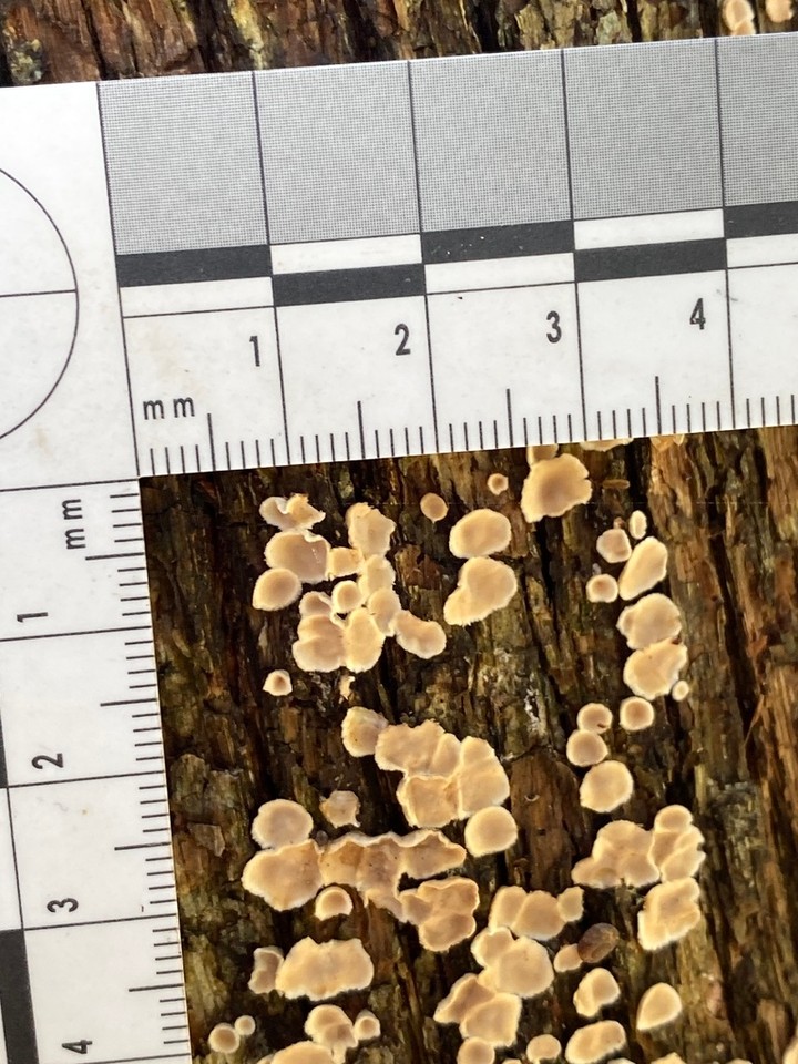 Smooth Patch Disease (Aleurodiscus oakesii) | Mushrooms of Nebraska