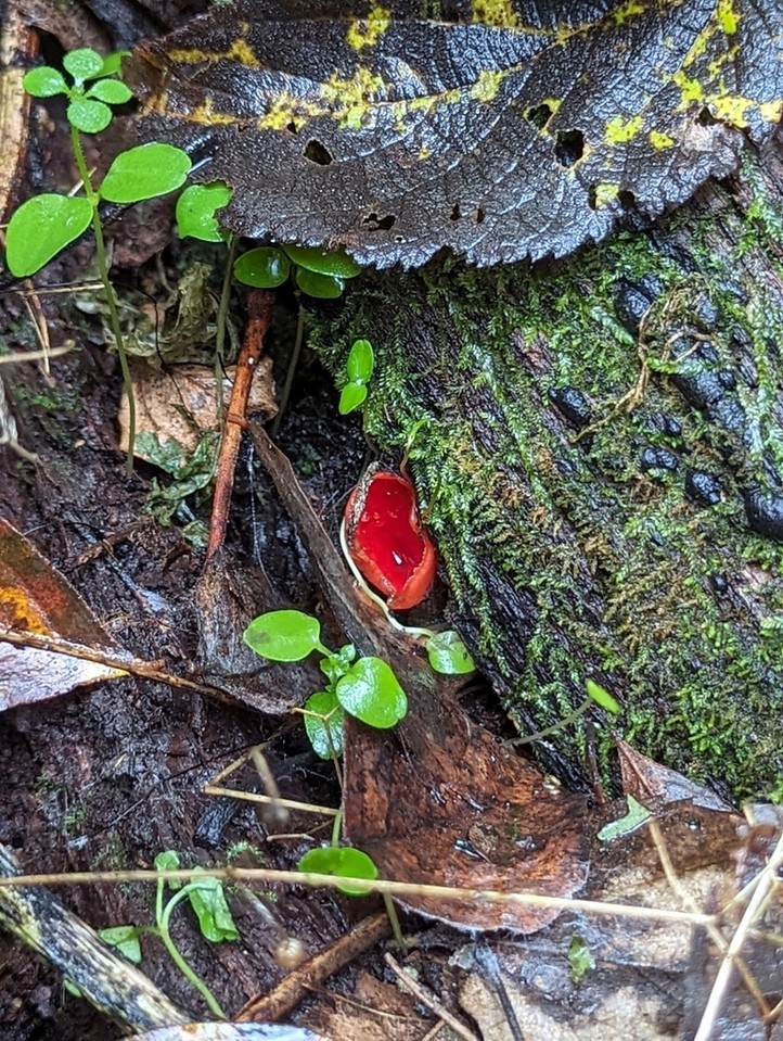 Dudley's Elf Cup (Sarcoscypha dudleyi) | Mushrooms of Nebraska