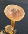 Orange Faint Foot Mushroom (Heimiomyces tenuipes) | Mushrooms of Nebraska