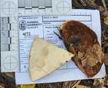 Resinous Polypore (Ischnoderma resinosum) | Mushrooms of Nebraska